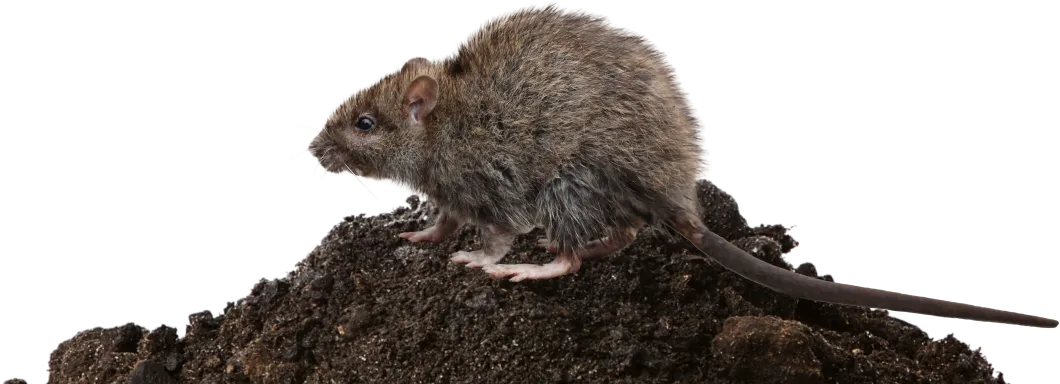 Roof Rat Pest Control Sydney - E1 Pest Solutions